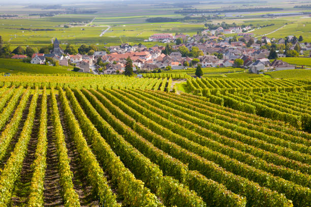 Tous les bourgognes - Grands Crus vins et champagnes